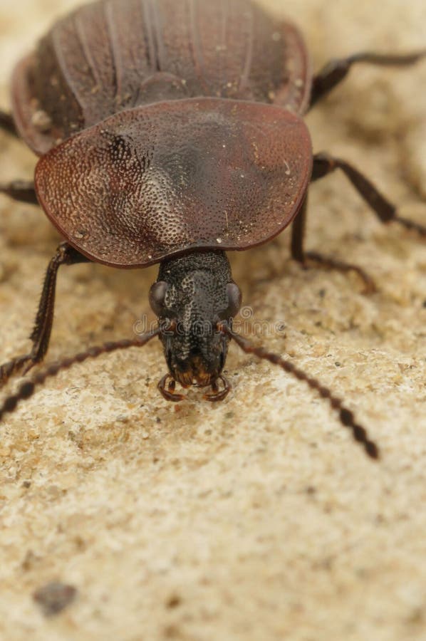 Macro Shot of a Silpha Tristis Insect with a Shiny Body, on the Sandy ...