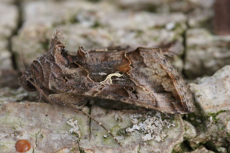 Macro Shot of Silver Y (Autographa Gamma) Stock Image - Image of ...