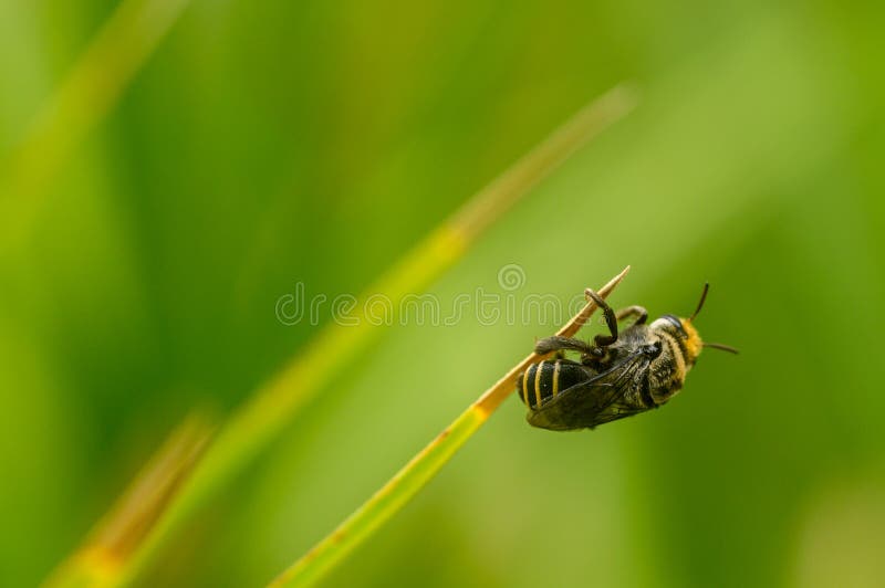 Macro Shot of Single Bee on a Leaf Stock Photo - Image of detail, color ...