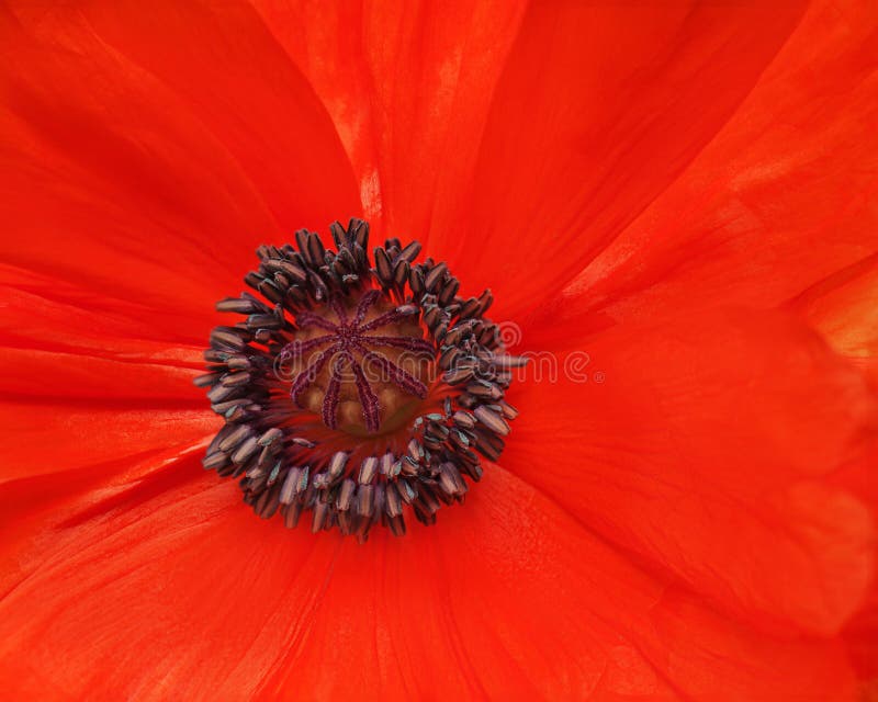 Macro Shot of Single Red Poppy. Stock Photo - Image of single, design ...