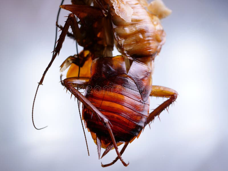 Cockroach Close up stock image. Image of death, control - 151949153