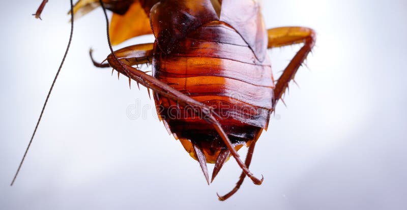 Close up of cockroach stock image. Image of food, dirty - 151948969