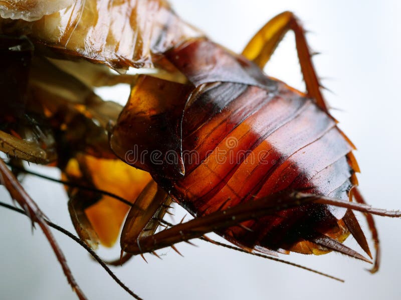 Cockroach Close up stock image. Image of death, dead - 151949189