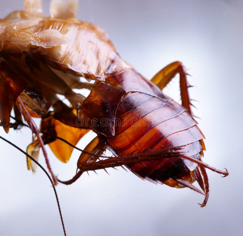 Cockroach Close up stock photo. Image of creepy, infestation - 151949134