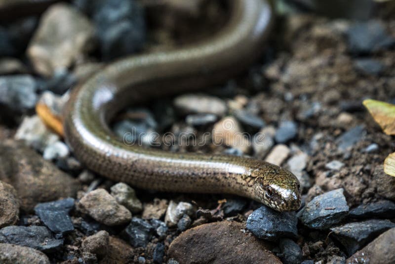 Macro Shot of a Slow Worm Snake among Rocks on the Ground Stock Photo ...