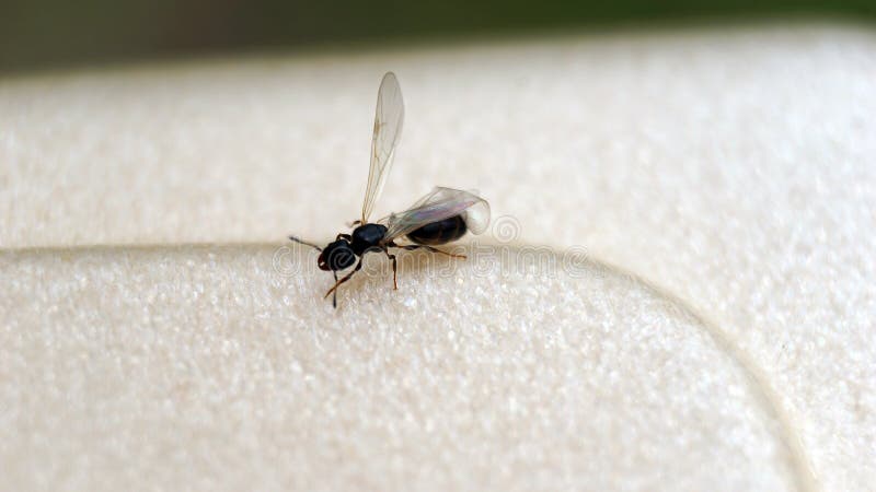 Tiny queen ant stock image. Image of small, resting - 249282049