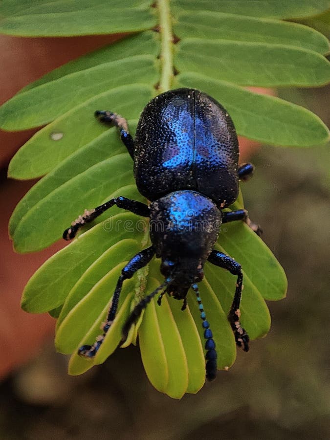 Macro shot of a small bug. stock photo. Image of tree - 223786862