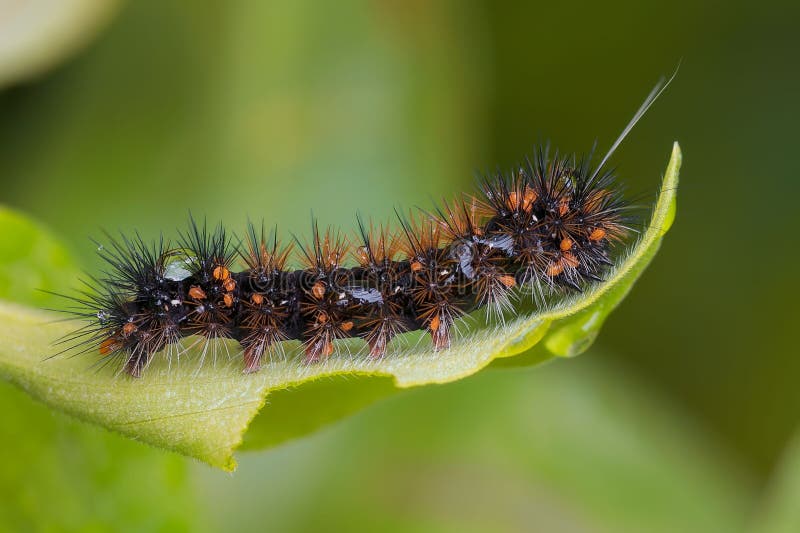 Macro Shot of a Small Caterpillar Perched on a Leaf Stock Photo - Image ...