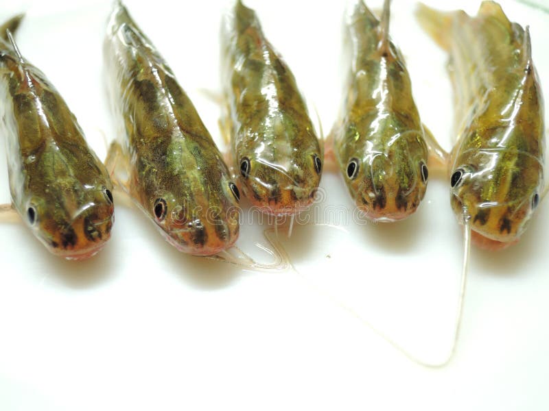 Macro Shot Of Small Catfish Stock Image - Image of cuisine, fish: 64348275