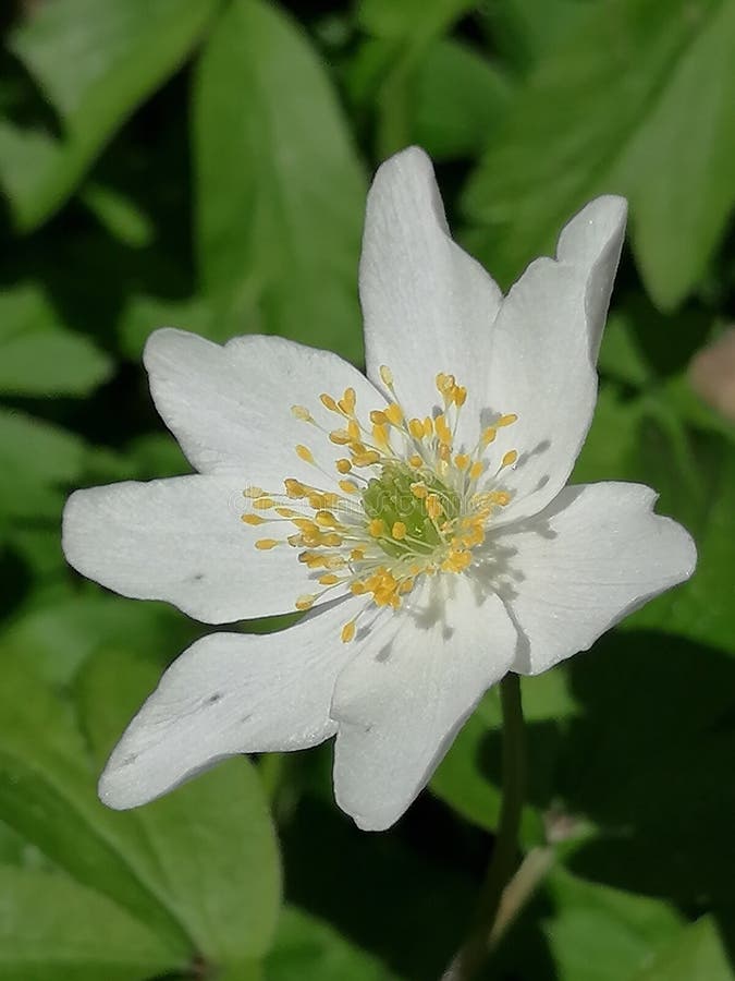 Macro Shot of Small Delight White Wildflower Stock Photo - Image of ...