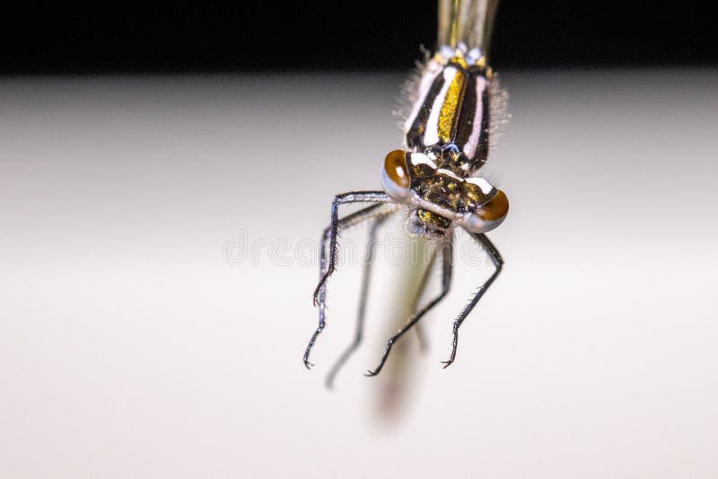Macro Shot of a Small Dragonfly Looking into the Camera Stock Image ...