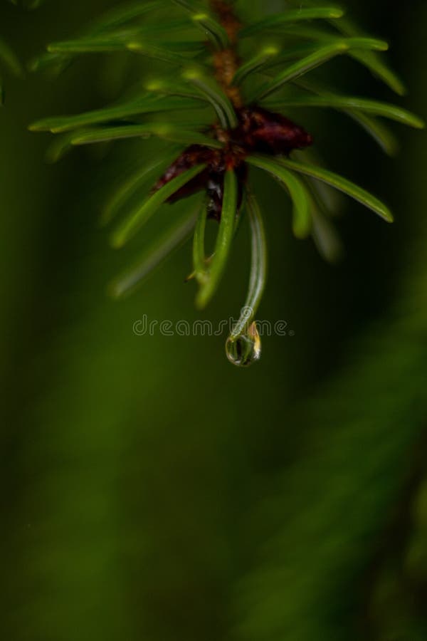 Macro Raindrop on a Spruce Branch Stock Image - Image of branch ...
