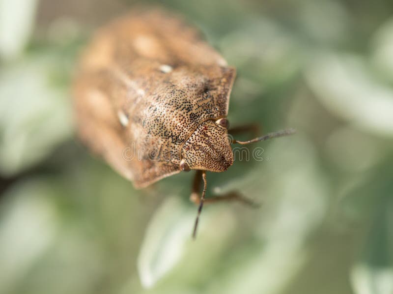 Tortoise Shield Bug Macro stock image. Image of macro - 157698487