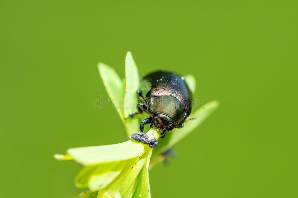 Macro Shot of a Small Mint Leaf Beetle "chrysolina Herbacea Stock Image ...
