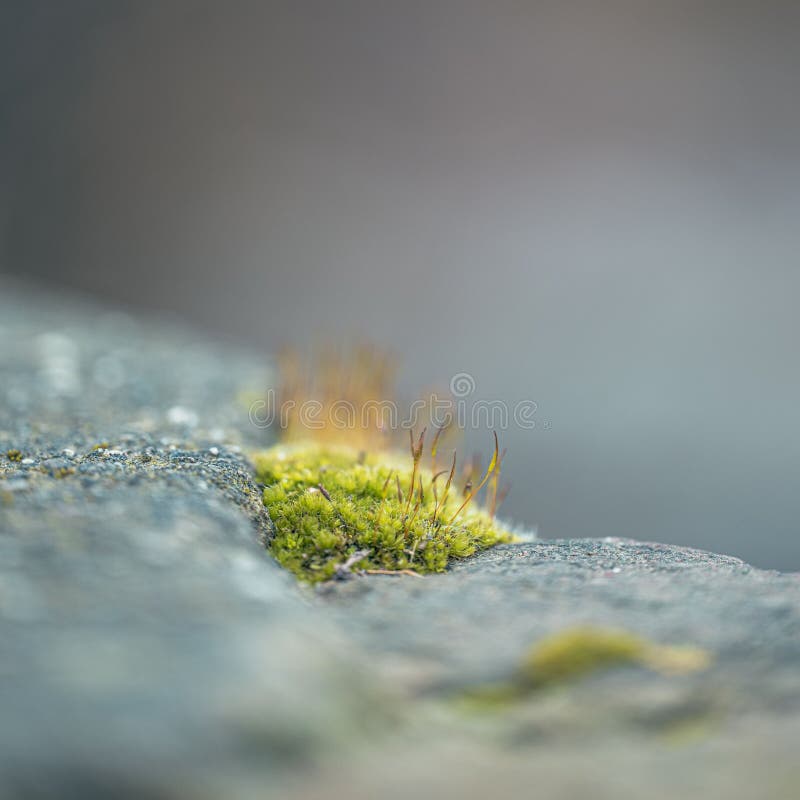 Macro Shot of a Small Patch of Green Moss Growing on the Top of a Grey ...