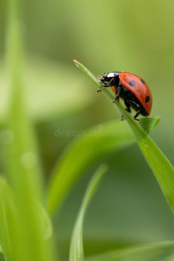 Macro Shot of a Small, Red Ladybug Walking Around on a Patch of Grass ...