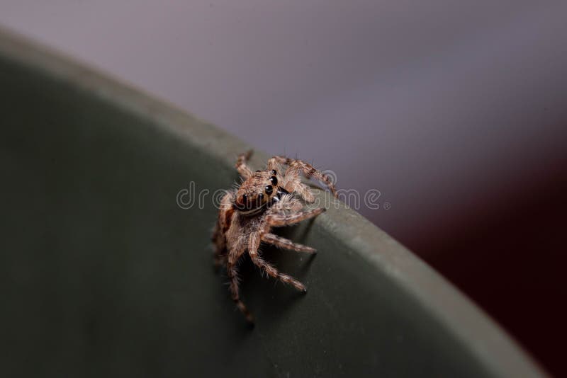 Macro Shot of a Small Spider Tarantula on a Leaf Stock Photo - Image of ...