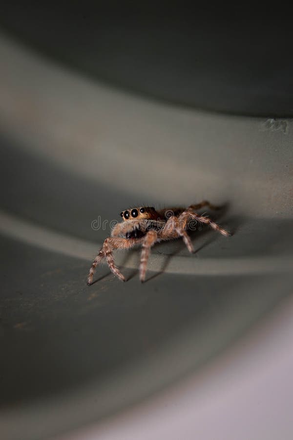 Macro Shot of a Small Spider Tarantula on a Leaf Stock Photo - Image of ...