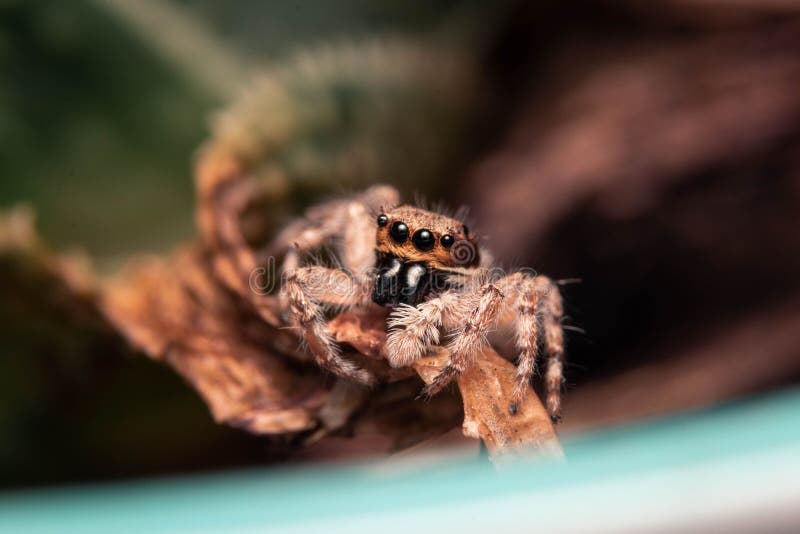 Macro Shot of a Small Spider Tarantula on a Leaf Stock Image - Image of ...