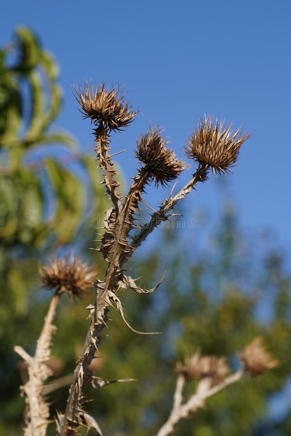 Macro Shot of a Small Thistle from a Shrub with Brown Leaves and Tiny ...