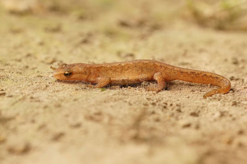 Macro Shot of a Smooth Newt on Sandy Ground Stock Photo - Image of ...