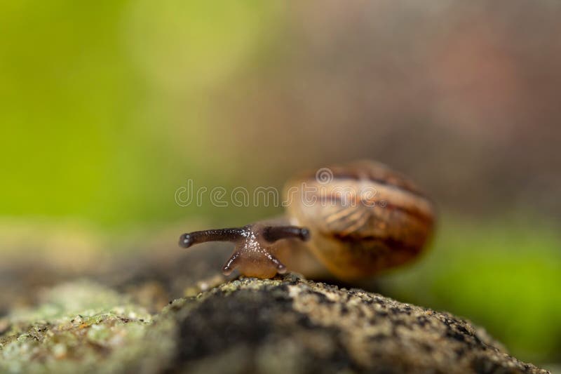 Macro Shot of a Snail Slithering Around on a Rock Stock Image - Image ...