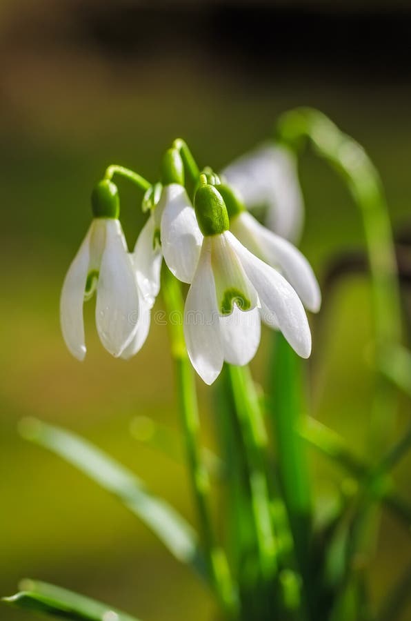 Snowdrops stock photo. Image of bulbs, blossom, blooms - 4755922