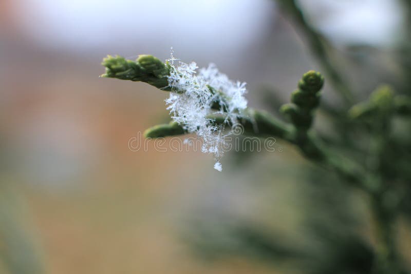 Snowflake on an Spring Leaf. Stock Photo - Image of brown, calendula ...