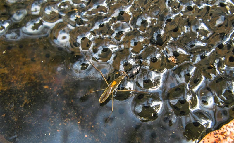 A Macro Shot of Some Frogspawn Stock Photo - Image of frogspawn, baby ...
