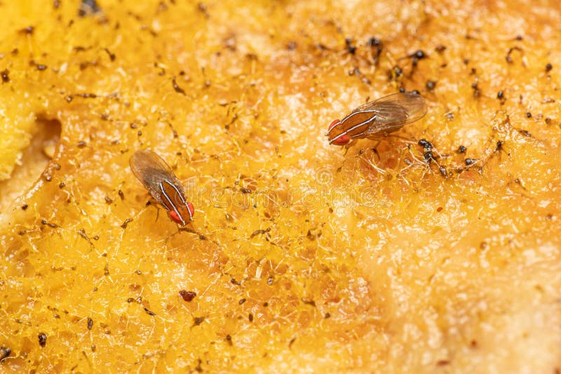 Macro Shot of Some Fruit Fly Insects on a Mango Stock Photo - Image of ...