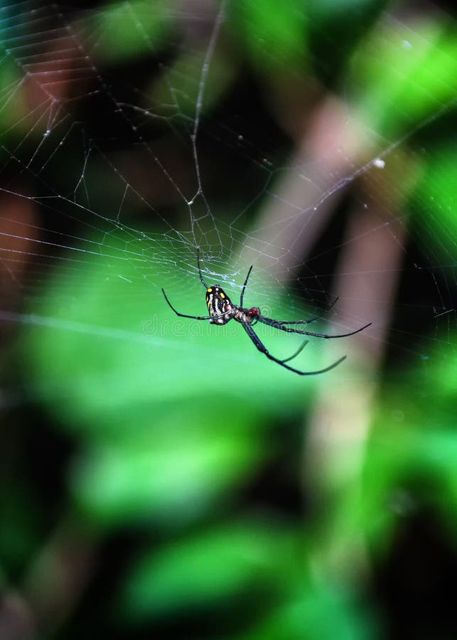 Macro Shot of a Spider Building Its Web Stock Image - Image of plant ...