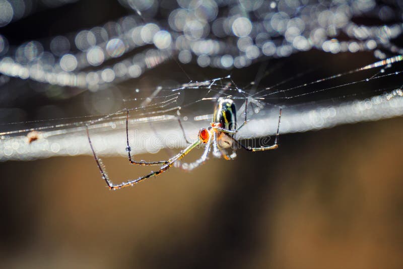 Macro Shot of a Spider Building Its Web Stock Photo - Image of natural ...