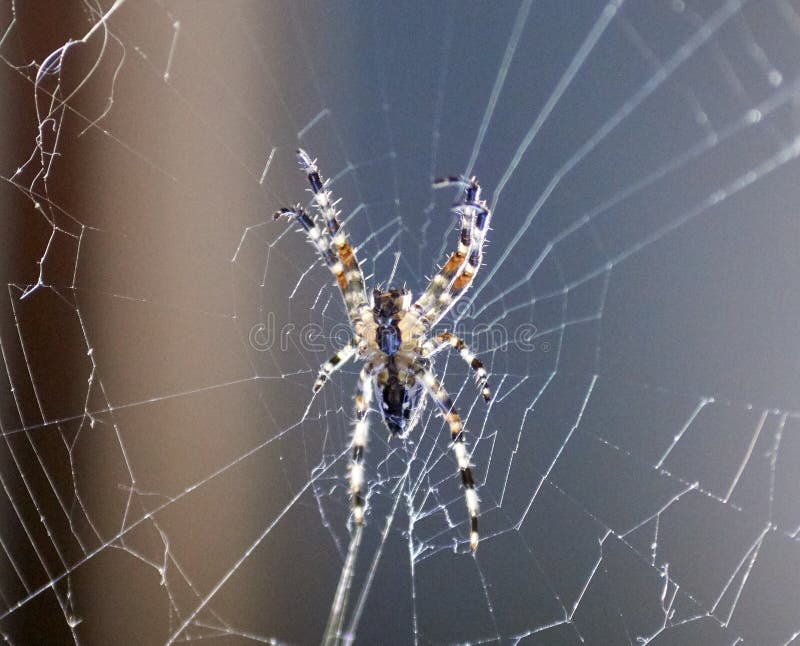 Macro Shot of a Spider Chilling in His Spider Web Stock Image - Image ...