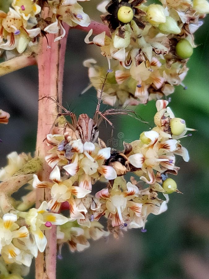 Macro Shot of Spider Over the Mango Flower. Stock Image - Image of shot ...