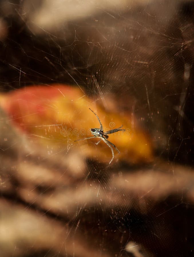 Macro Shot of a Spider Sitting in it S Web Stock Image - Image of hairy ...