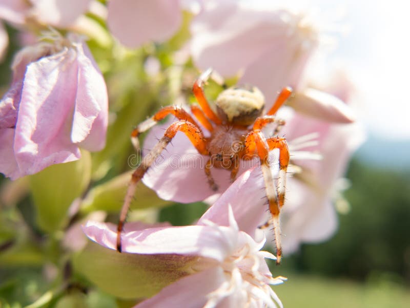 Colorful Spider on a Flower Stock Image - Image of nectar, flora: 99816985
