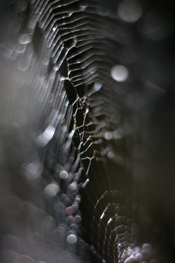 Macro Shot of Spider Web with Spider Web Stock Photo - Image of white ...