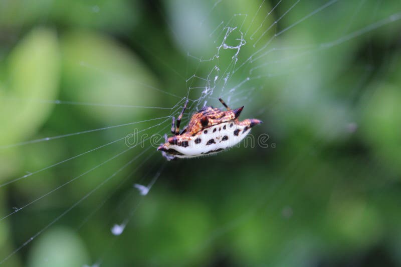 Macro Shot of a Spiny-backed Orb Weaver Spider on a Web Stock Photo ...