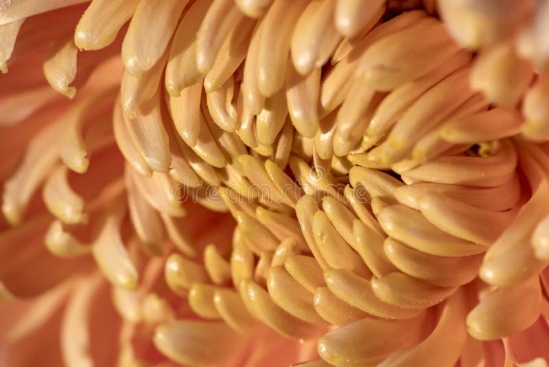 Macro Shot of a Spring Flower. the Middle of a Chrysanthemum Flower ...