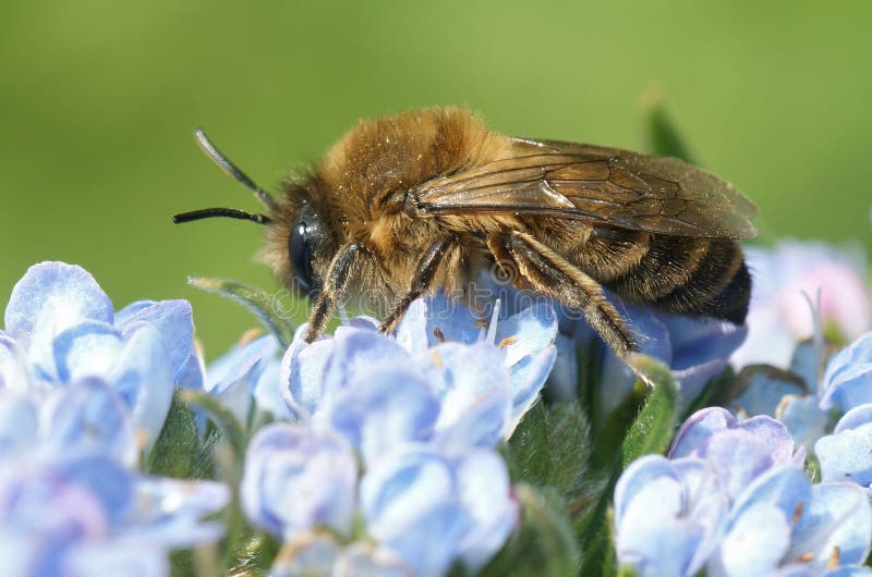Macro Shot of a Spring-mining Bee Pollinating Flowers in a Garden Stock ...