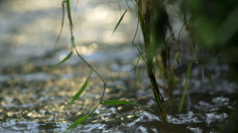 Spring Water Dribbles on Moss in Slow Motion Stock Video - Video of ...