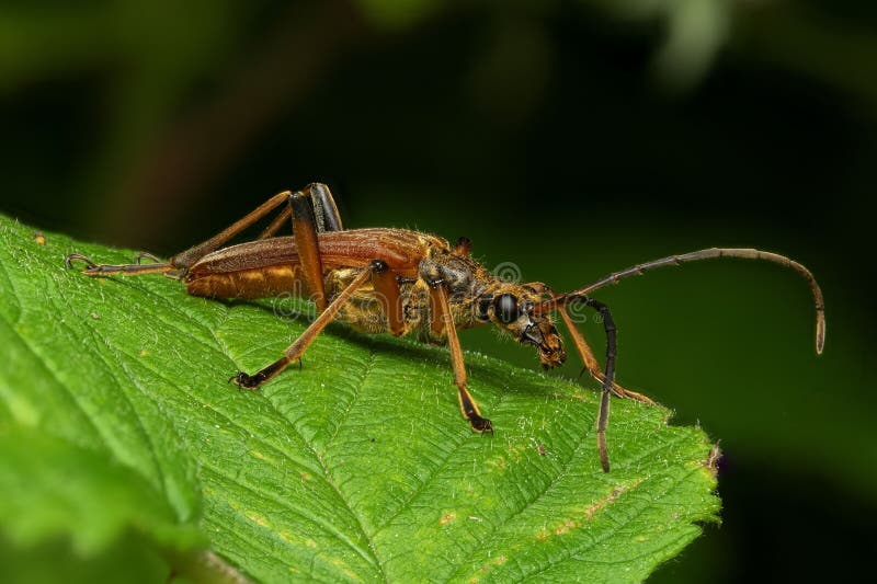 Macro Shot of a Stenocorus Meridianus Beetle on a Green Leaf Stock ...