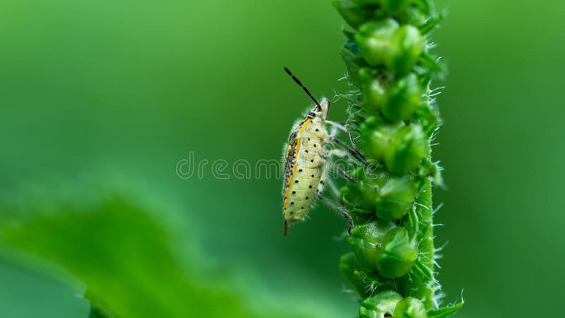 Macro Shot of a Stink Bug (Pentatomidae) on Grass Stock Photo - Image ...