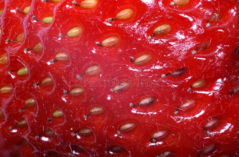 Macro Shot of Strawberry, Extreme Macro of Strawberry Texture ...