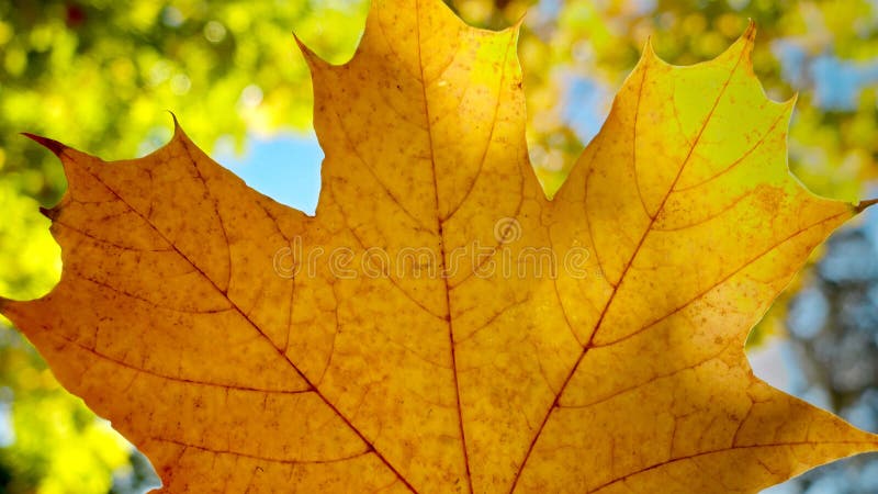 Macro Shot of Sun Shining through Yellow Maple Tree Leaf Over Blue Sky ...
