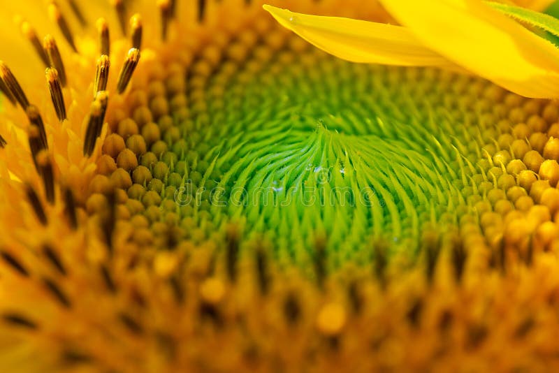 Macro Shot of Sunflower Disk Floret Stock Photo - Image of flower ...