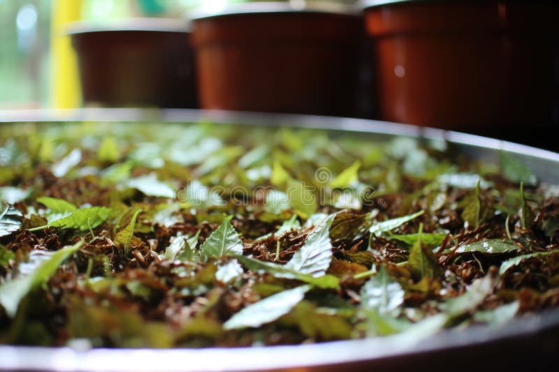 Macro Shot of Tea Leaves Undergoing Fermentation Stock Illustration ...