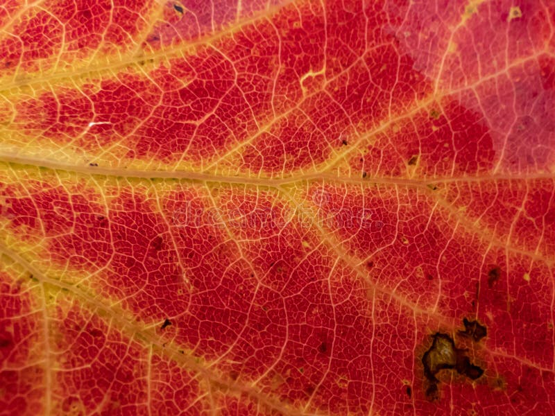 Macro Shot of Texture of a Red and Yellow Leaf with Visible Cells ...