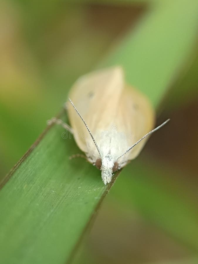Macro Shot of a Tiny Beige Moth Resting on a Green Leaf, Showcasing ...