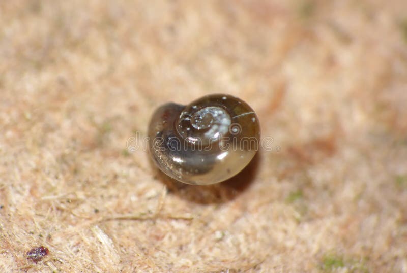 Macro Shot of Tiny Blue Snail Stock Image - Image of shell, nature ...